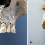 Skeletons of 3rd-century Roman soldiers unearthed from ancient Croatian ...