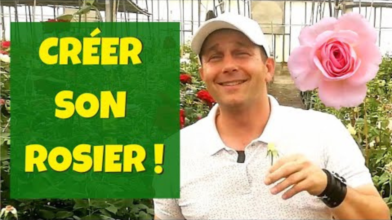 Créer Sa Propre Rose Cest Possible
