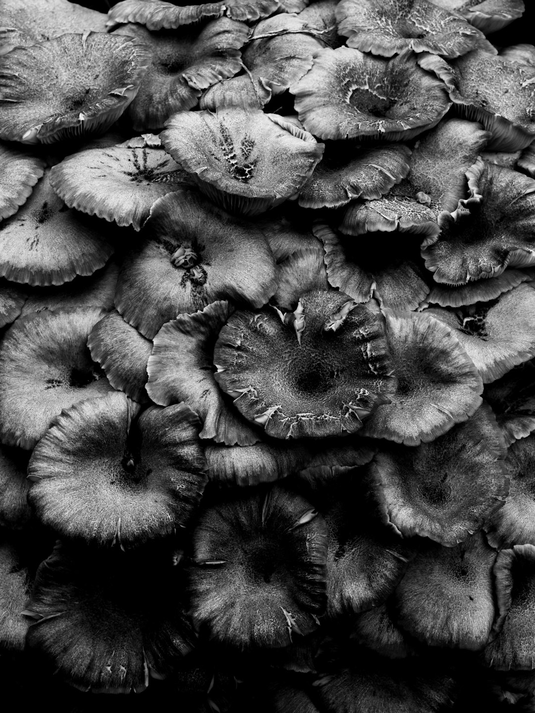 How Trees Communicate Underground, Scientists Say