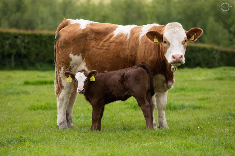 Simmental is the breed that does the business at Spring Farm, Laymore ...
