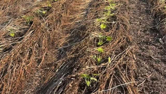 Gardener shares low-effort method for thriving plants: 'Such a great idea'