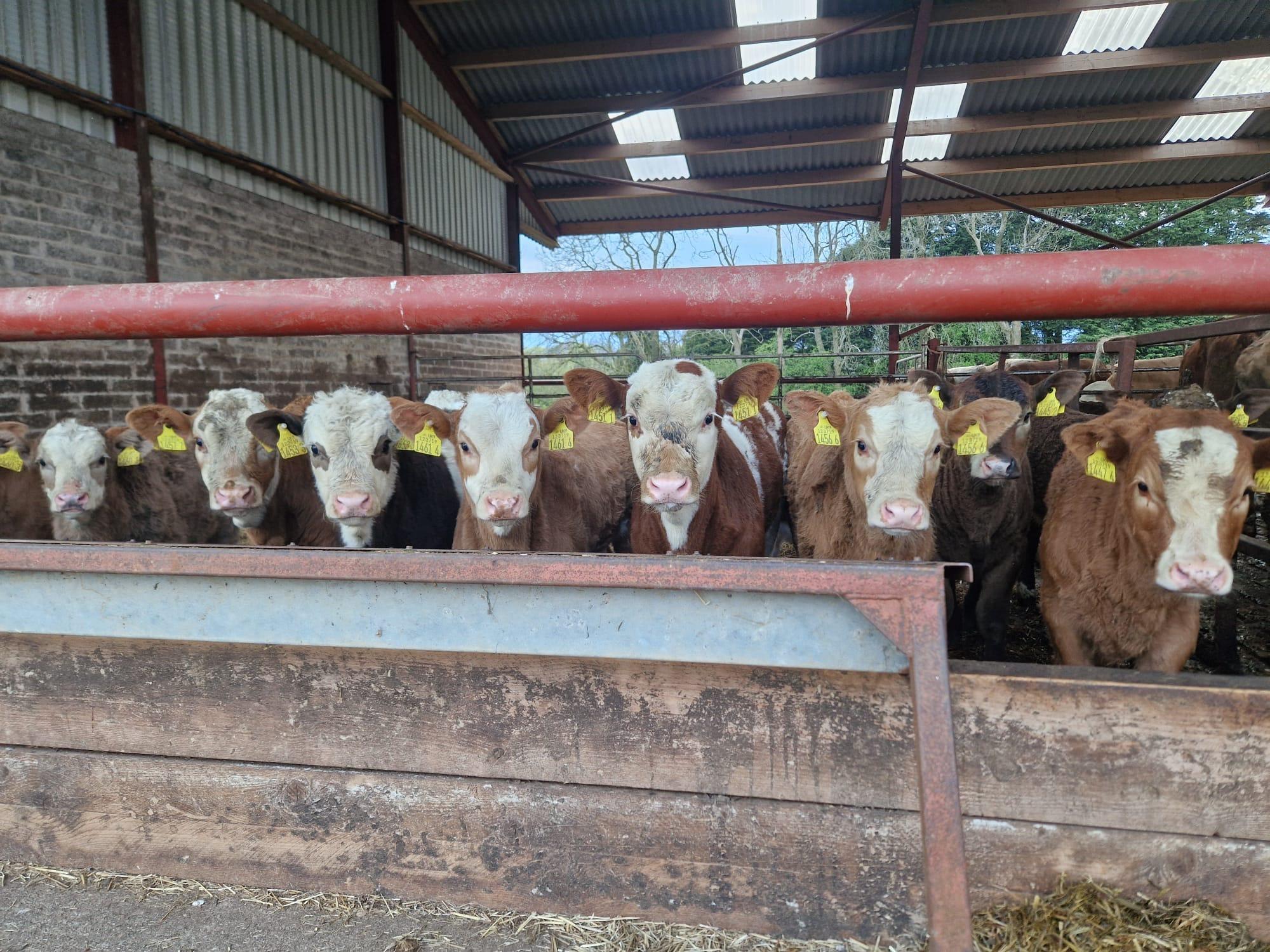 Simmental is the breed that does the business at Spring Farm, Laymore ...