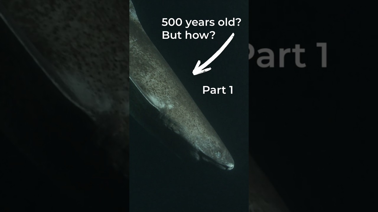How Greenland Sharks Defy Time to Reach 500 Years of Age