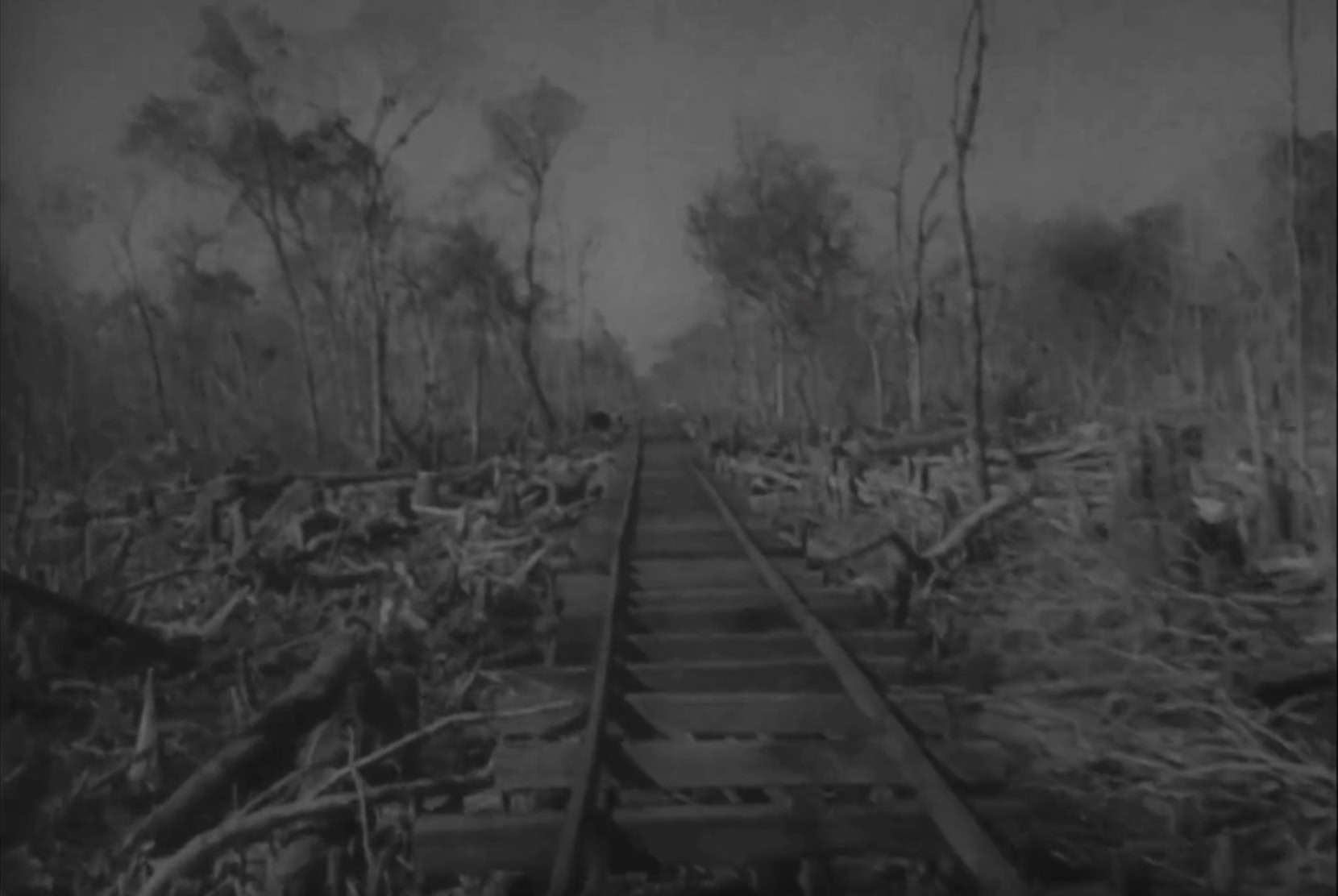 Loggers vs. the Everglades: History’s Toughest Job