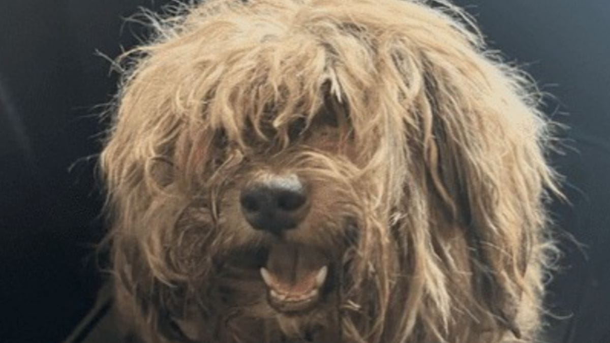 Rescuers shave matted dog's fur and what they find breaks their hearts