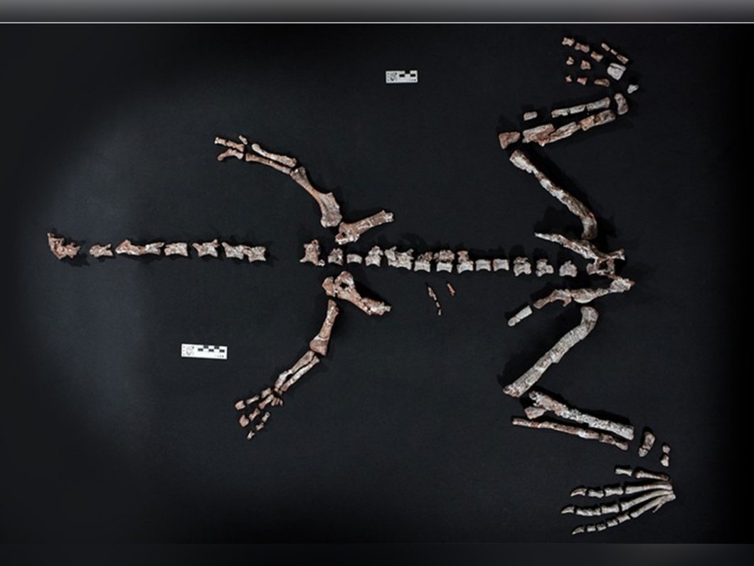 Sensational discovery: Researchers uncover previously unknown dinosaur