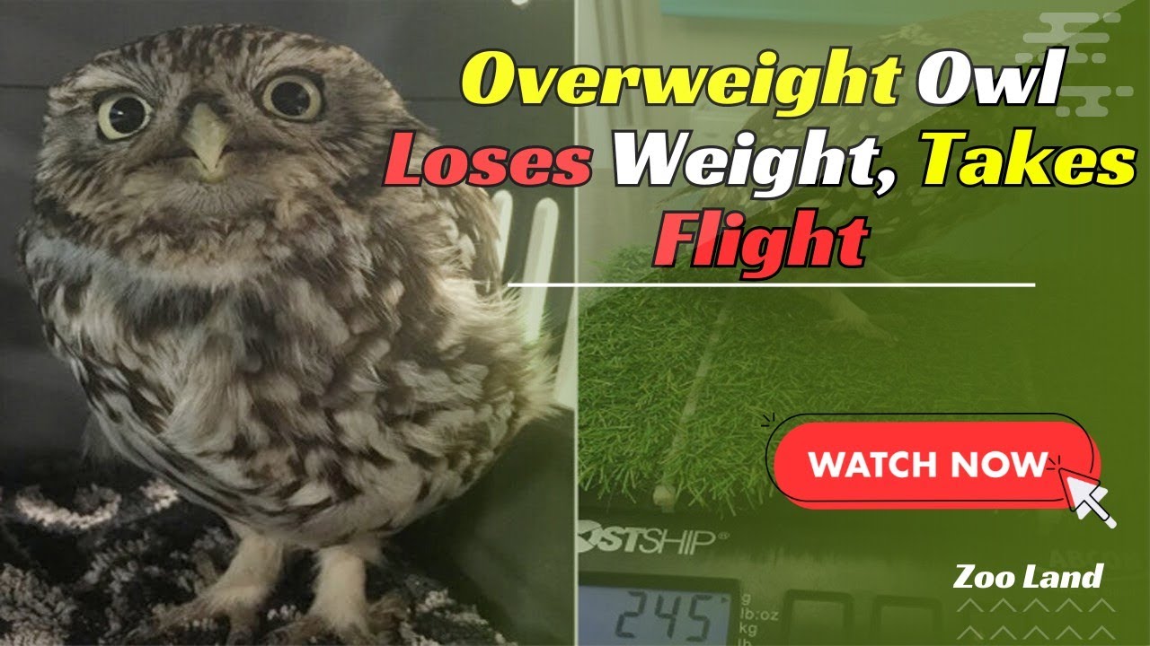 Obese Owl Slims Down and Learns to Fly Again