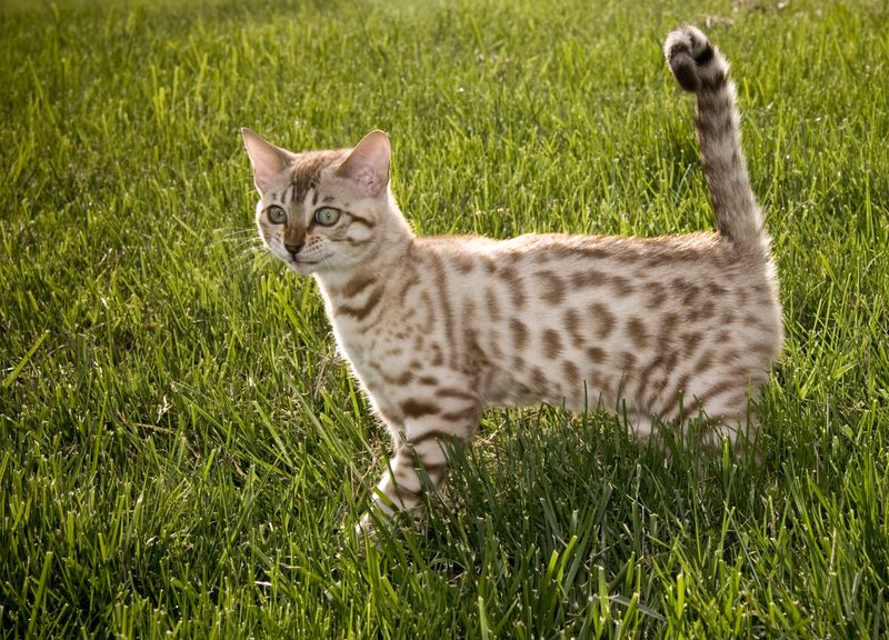 Fierce Cat Breeds That Can Be A Handful