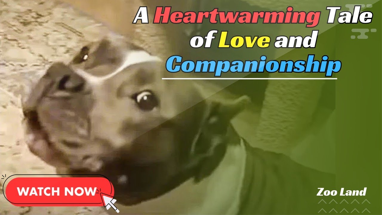 Maisy’s Journey: A Touching Tale of Love and Companionship