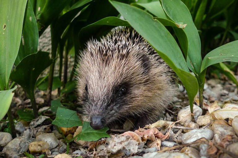 Hedgehogs will stop by your garden if you keep one thing outside