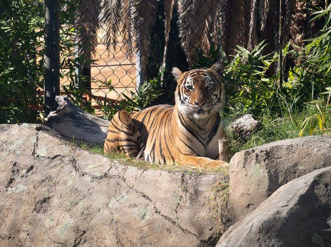 ‘Gorgeous' tiger arrives at Fresno zoo. Here's why staffers are hoping ...