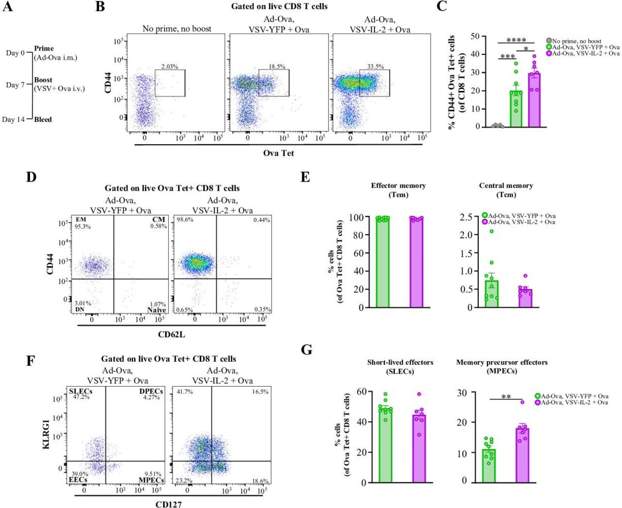 Modified virus boosts cancer vaccine effectiveness in mouse experiments