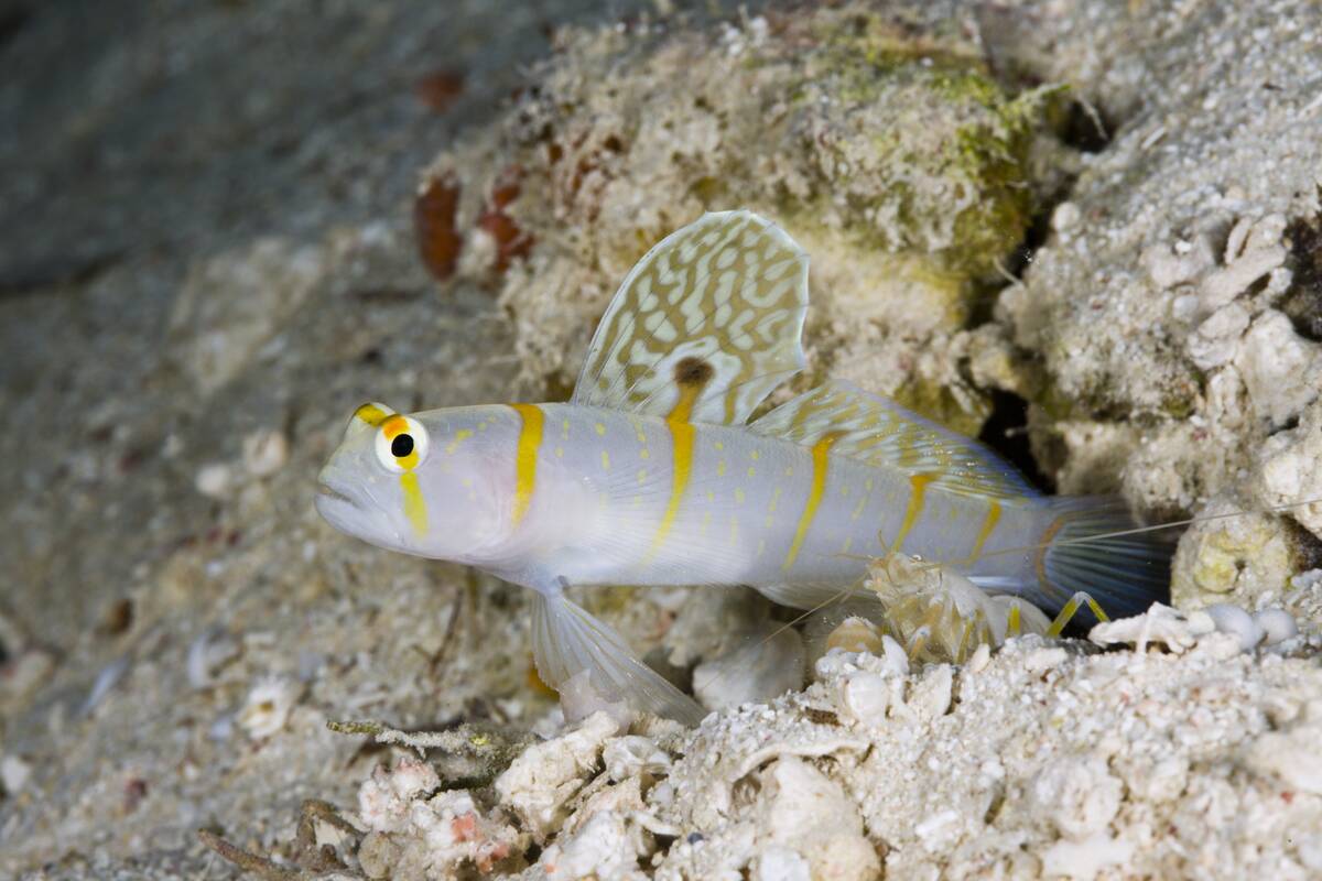 Meet the pistol shrimp, the ocean's loudest little creature