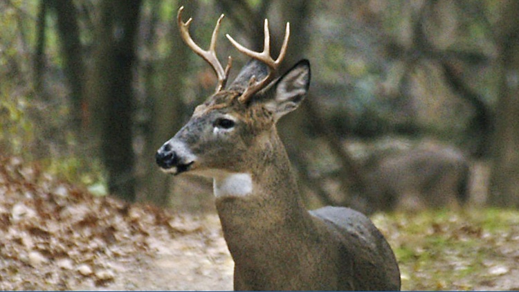 Tennessee deer hunters face new rules on drones and baiting