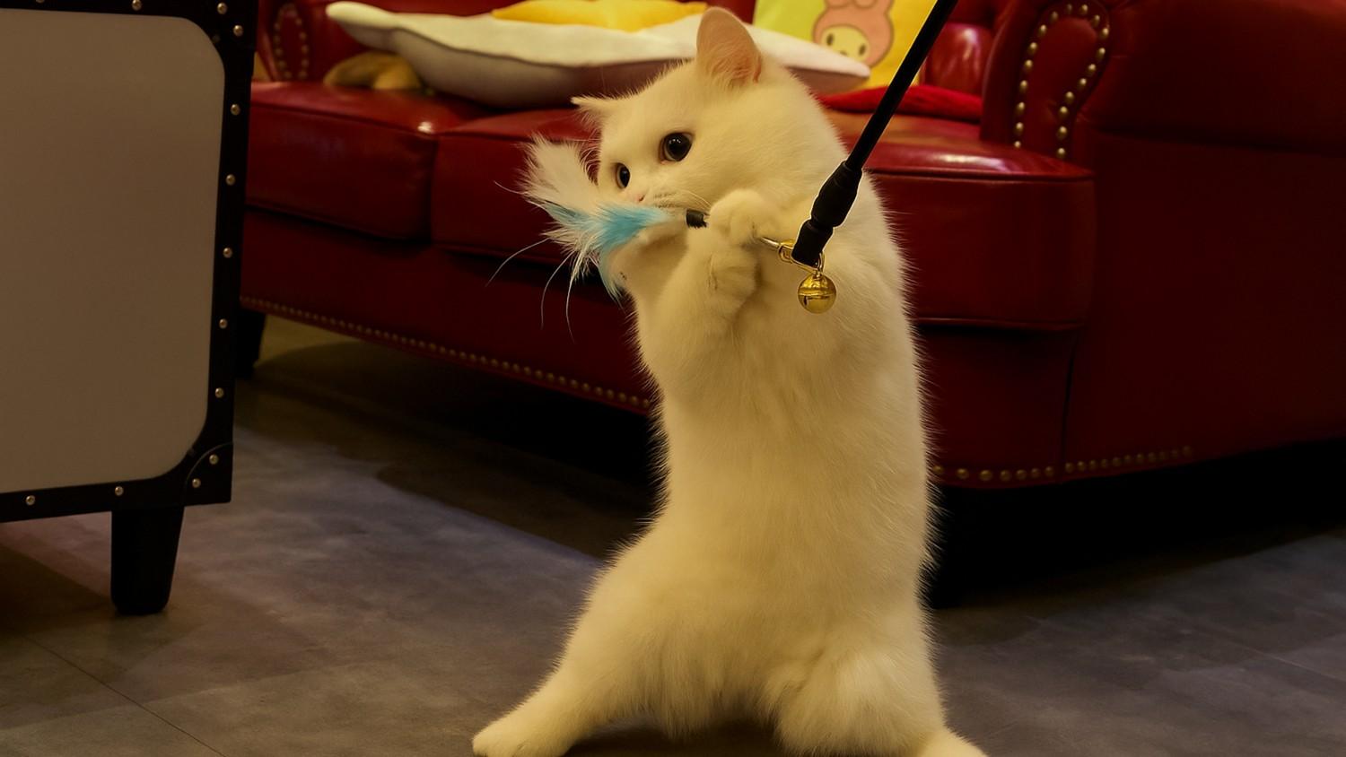 Playful White Cat Catching Feather Toy