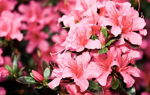 From Tulips to Aloe Vera: These 20 Common Plants Could Land Your Dog at ...