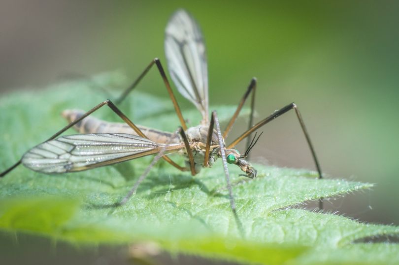 Thousands of flying daddy long legs are heading for our homes