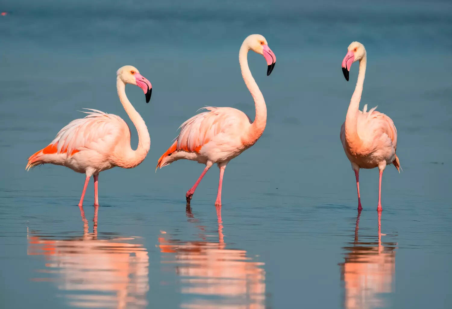 Nature’s Boldest Hues: Discover the Most Rare and Beautiful Pink Animals