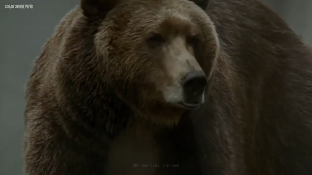 Qué hacer si te encuentras cara a cara con un oso pardo