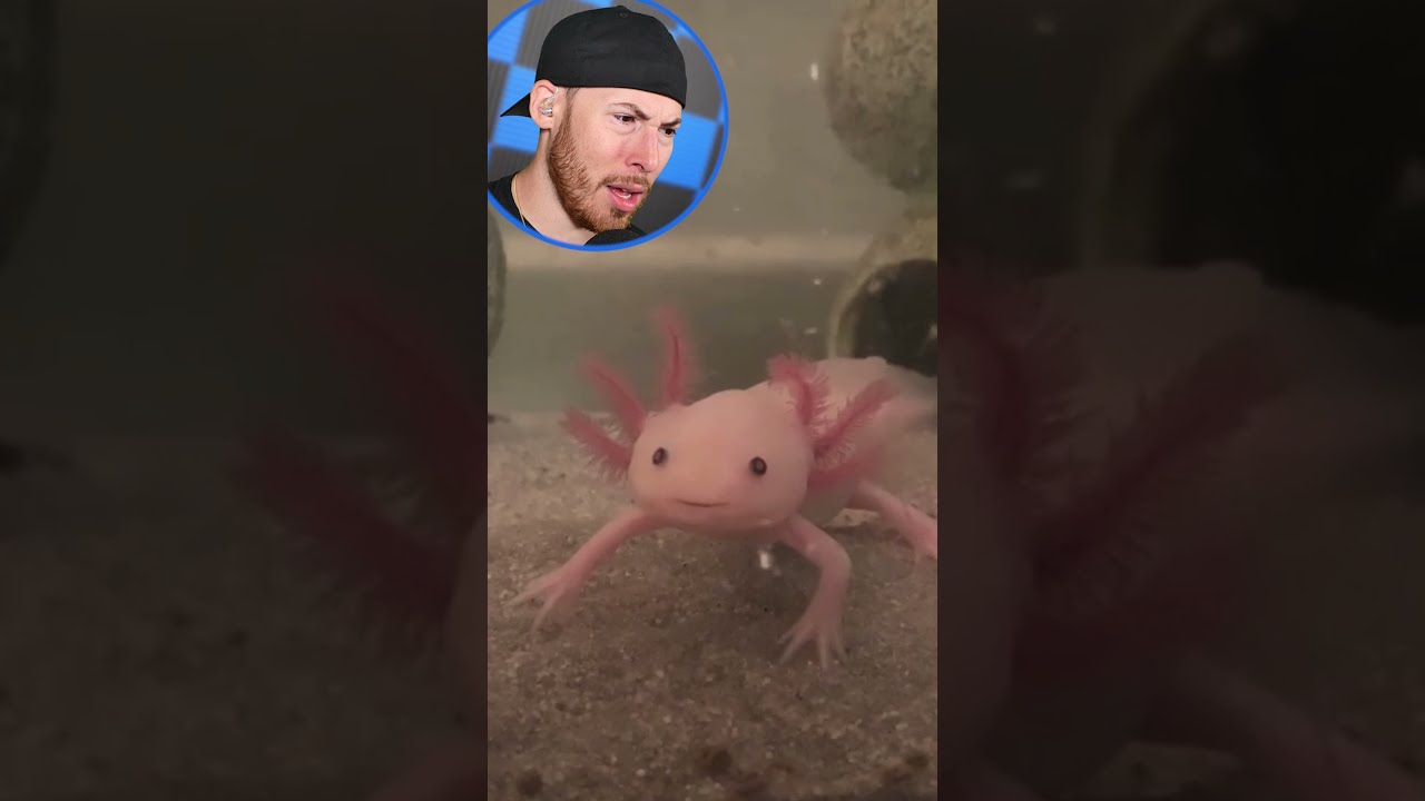 Animals in genuinely confusing situations captured on video