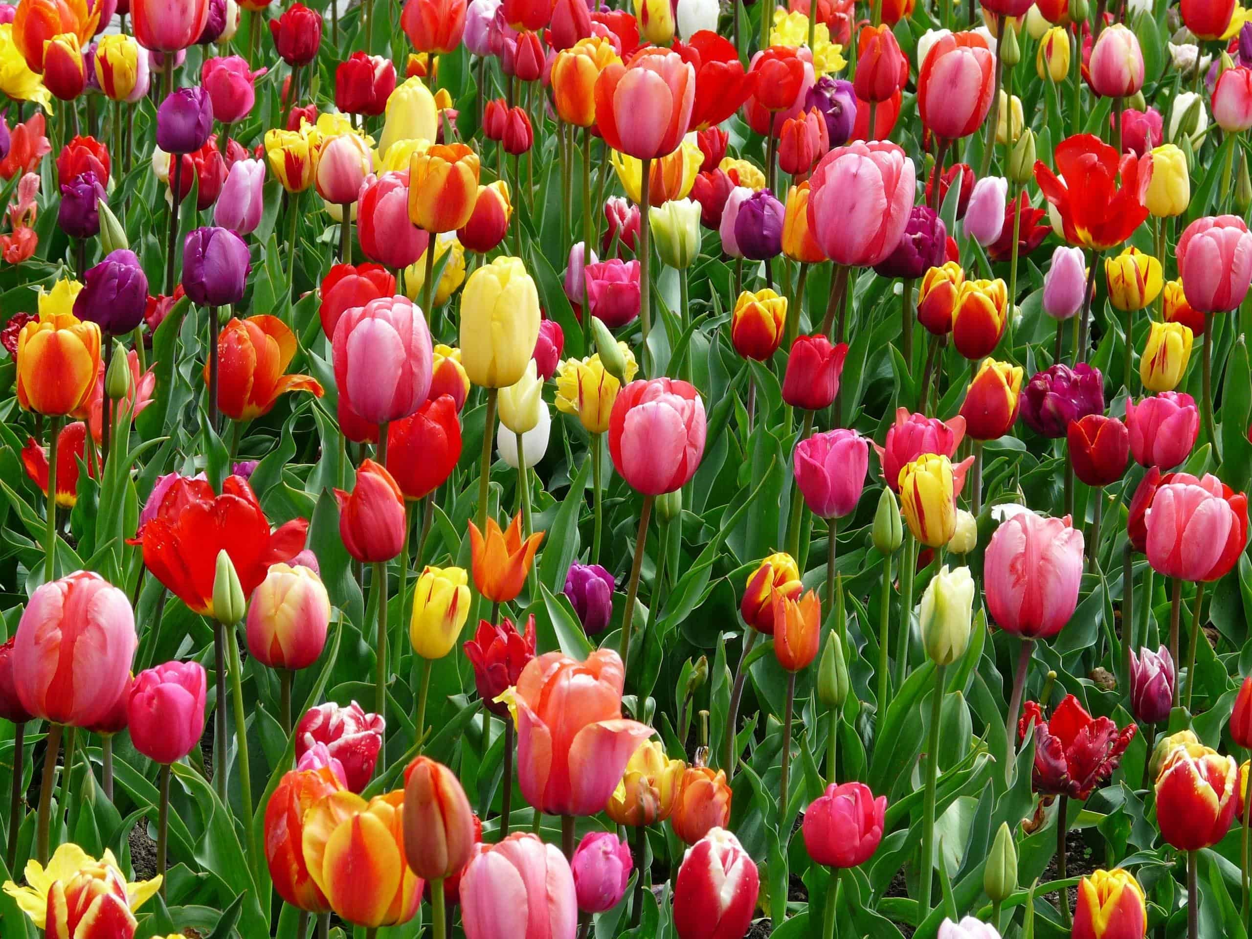 From Tulips to Aloe Vera: These 20 Common Plants Could Land Your Dog at ...