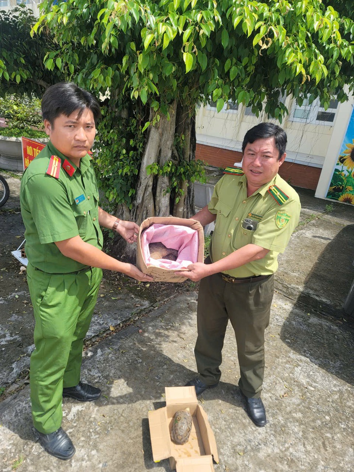 Rùa núi vàng và tê tê đi lạc, người dân phát hiện liền đem giao nộp cho ...