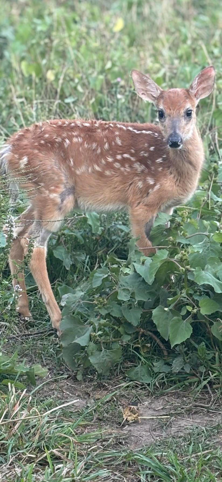 Peanut the fawn spared after DNR reverses euthanasia order amid public ...