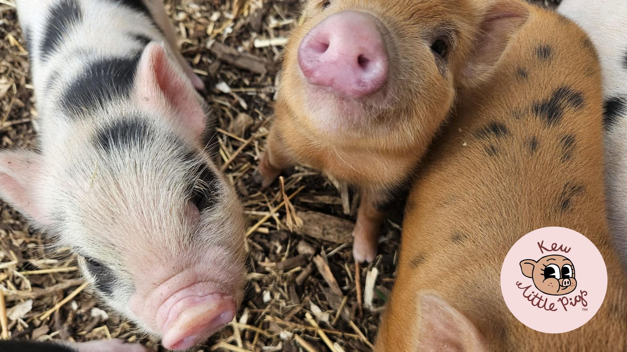 High-quality entries flood in for Bucks farm's logo design competition ...