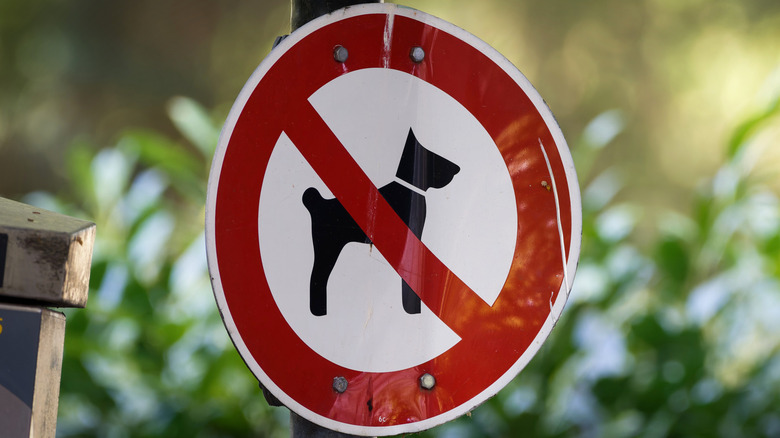 The funniest dogs reacting to "No dogs allowed" signs