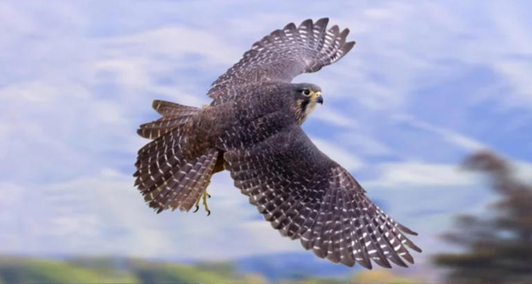 Manipur steps up to protect falcons flying 22,000 km from Siberia