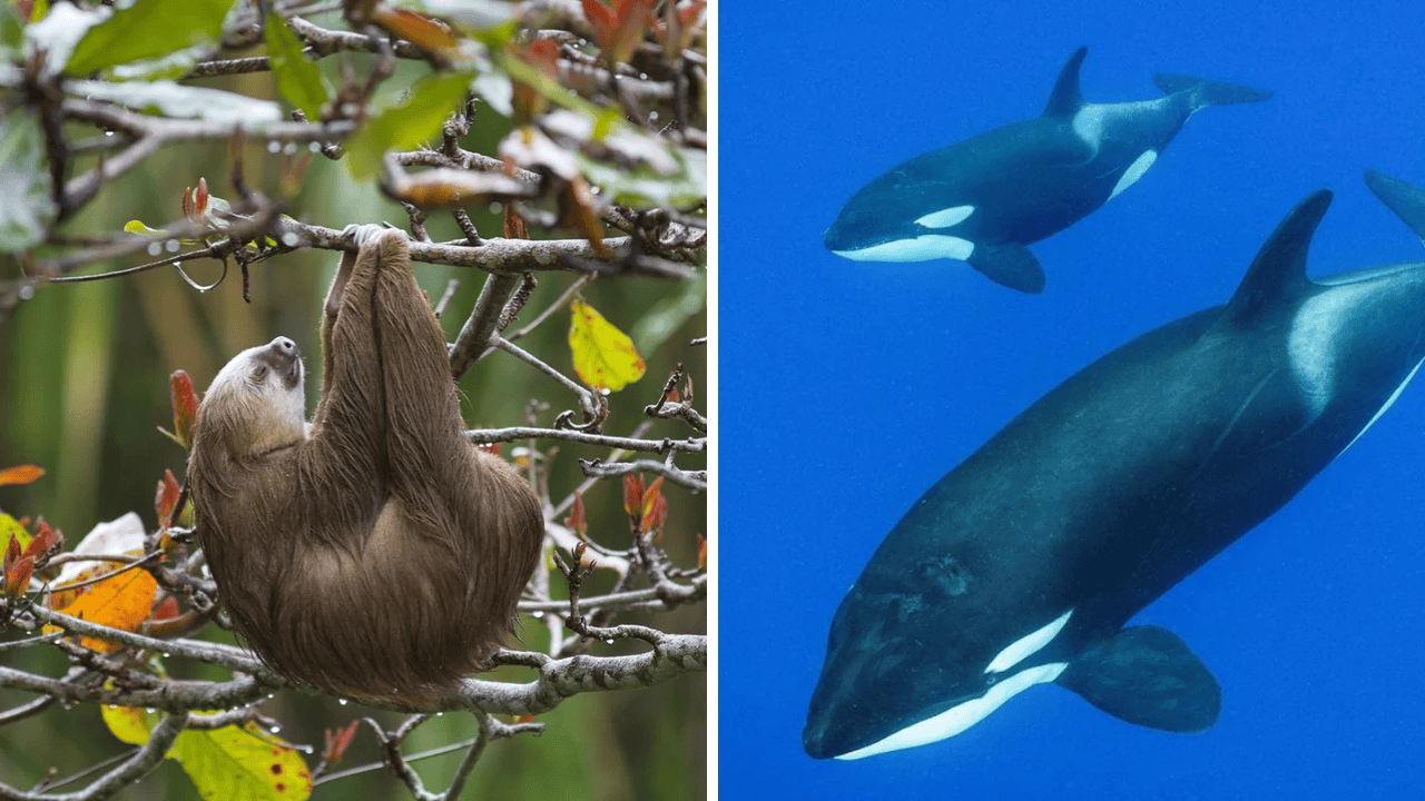 15 Bizarre Facts About the Animal Kingdom