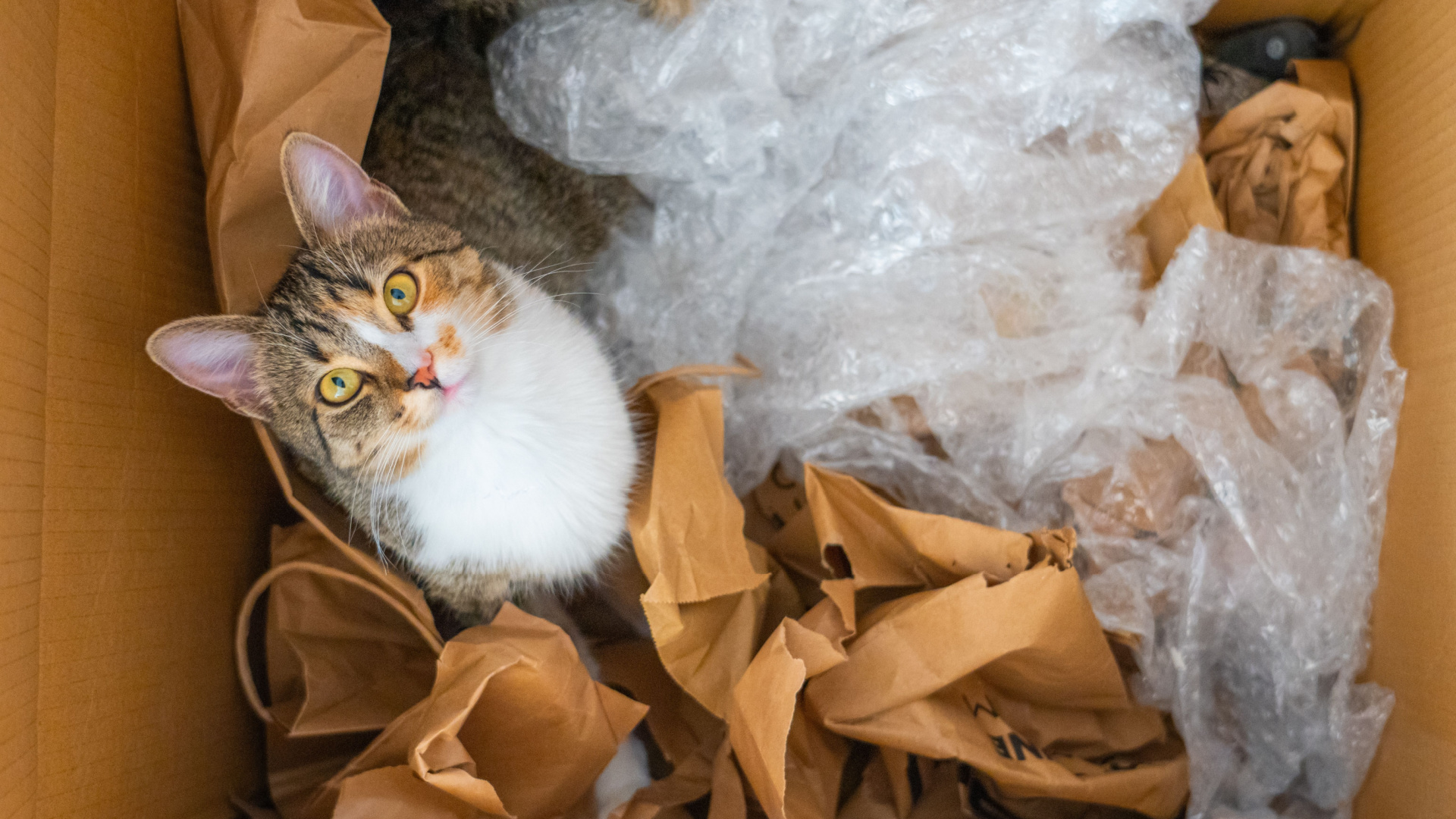 6 Common Cat Behaviours You Shouldn’t Try To Change And 6 That May Need ...