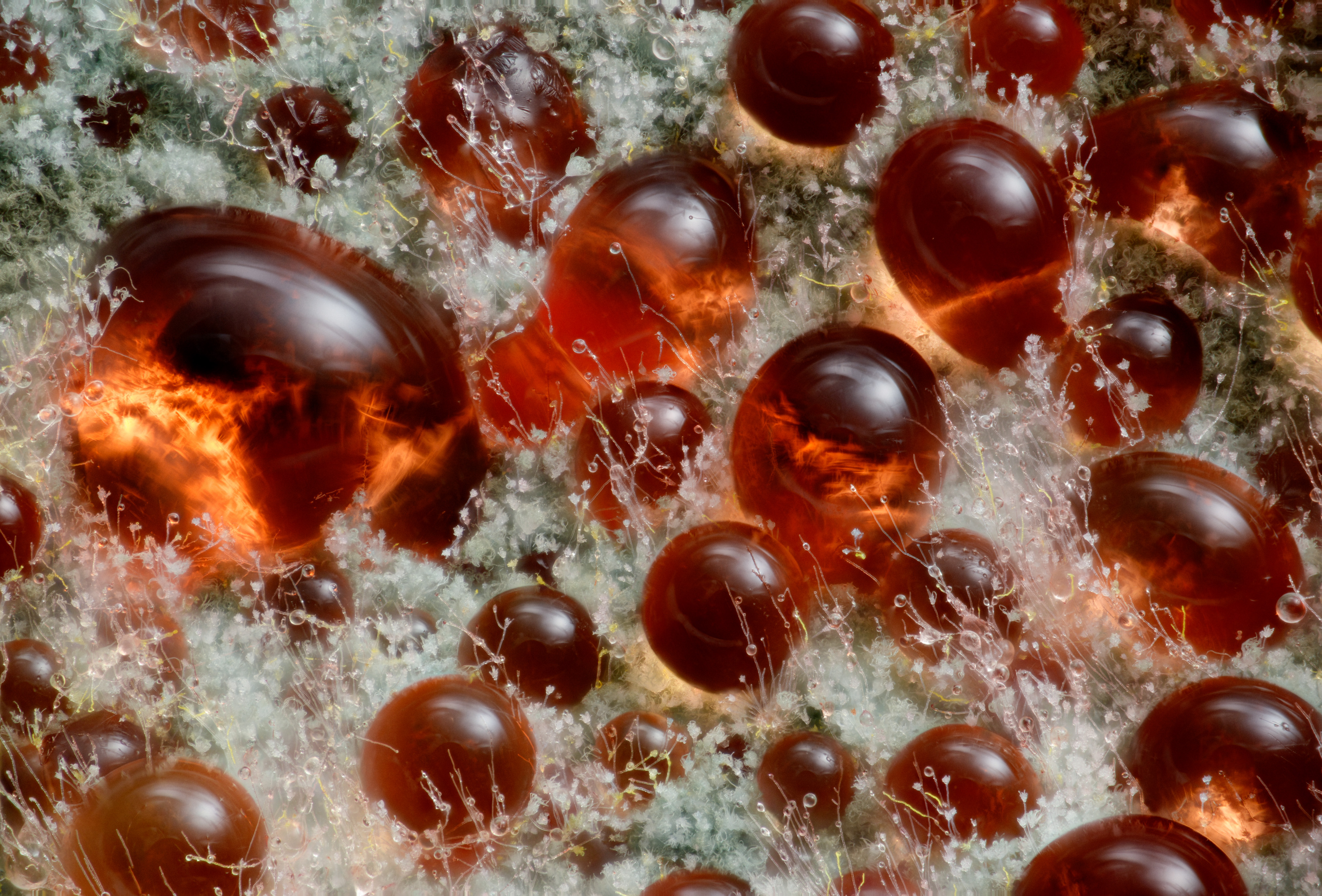 Photos from under the microscope: Winners of Nikon Small World 2025