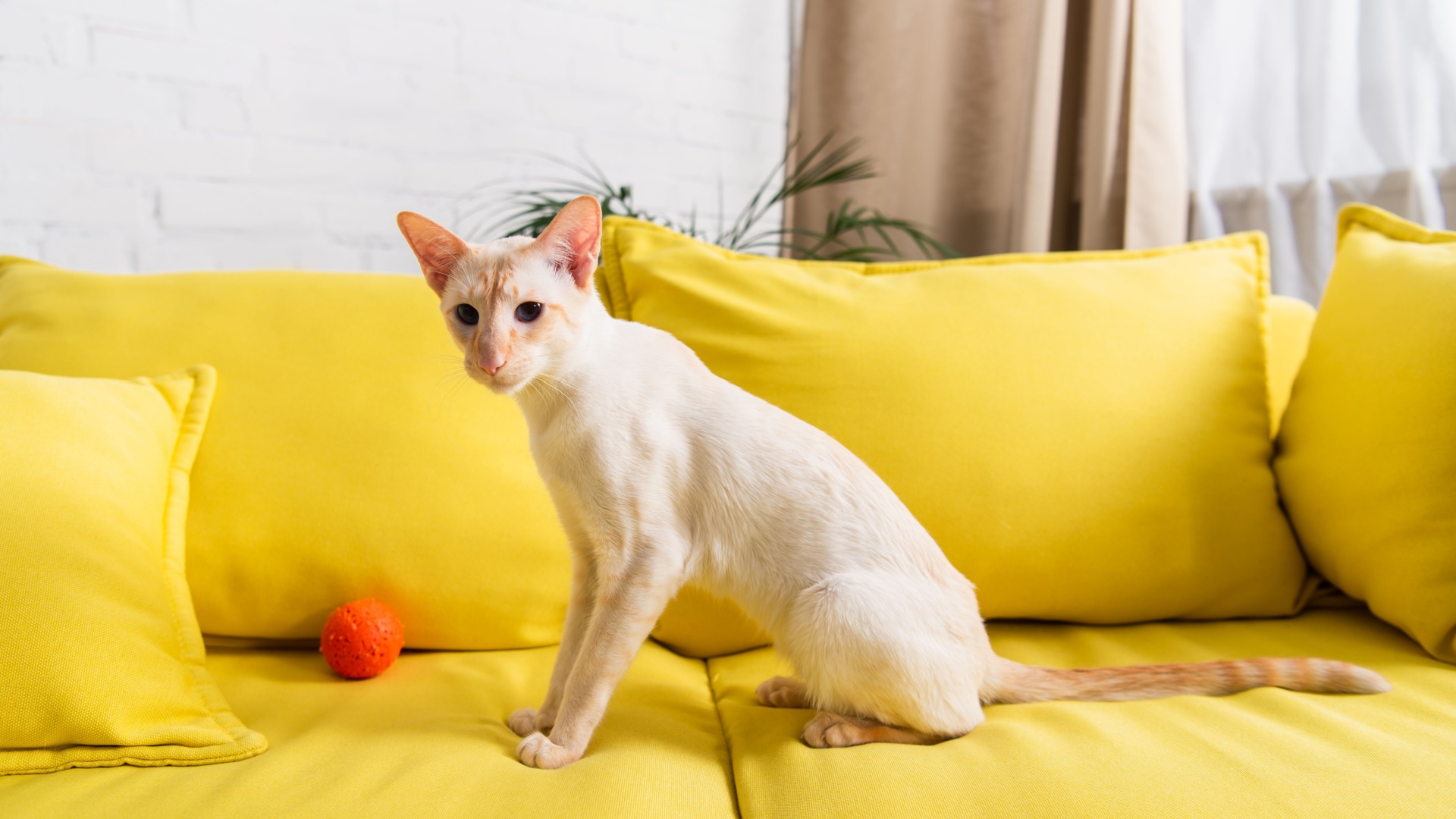 Fierce Cat Breeds That Can Be A Handful