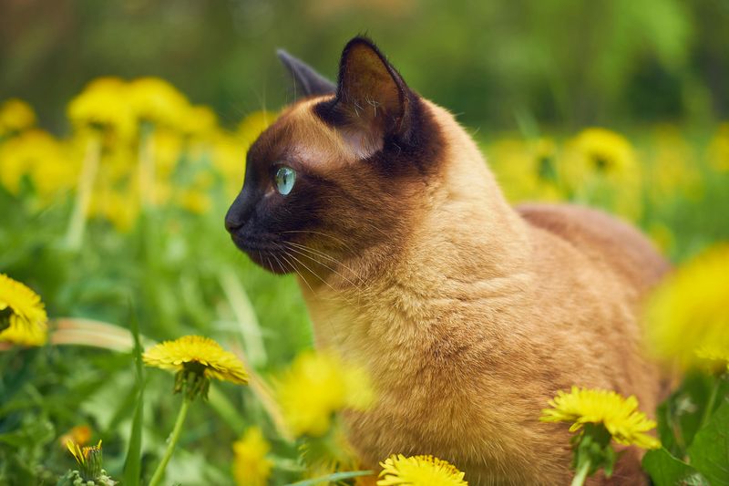 Fierce Cat Breeds That Can Be A Handful