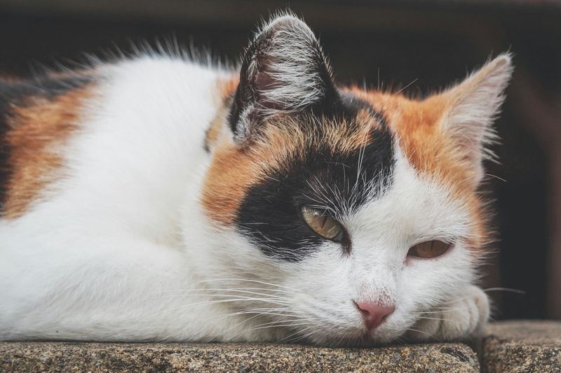 6 Common Cat Behaviours You Shouldn’t Try To Change And 6 That May Need ...