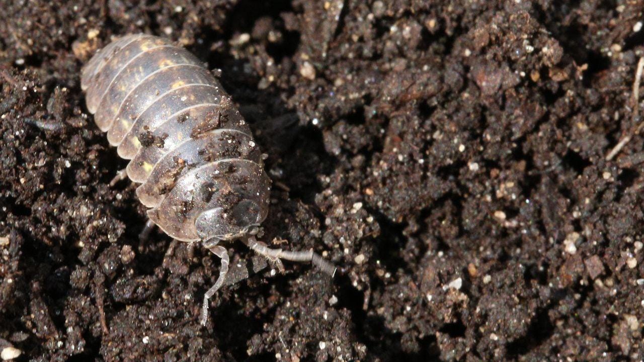 Nova espécie de Bicho-de-Conta descoberta por bióloga portuguesa