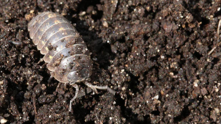 Nova espécie de Bicho-de-Conta descoberta por bióloga portuguesa