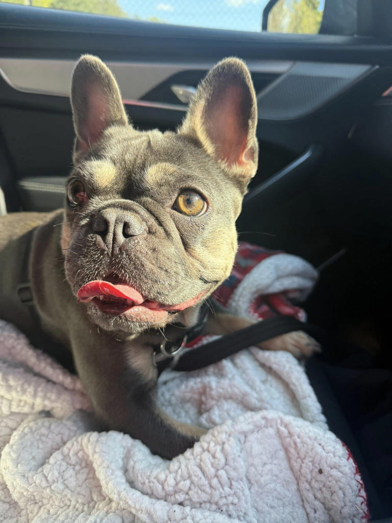 These 28 adorable dogs at Holly Hedge are looking for a forever home in Bristol