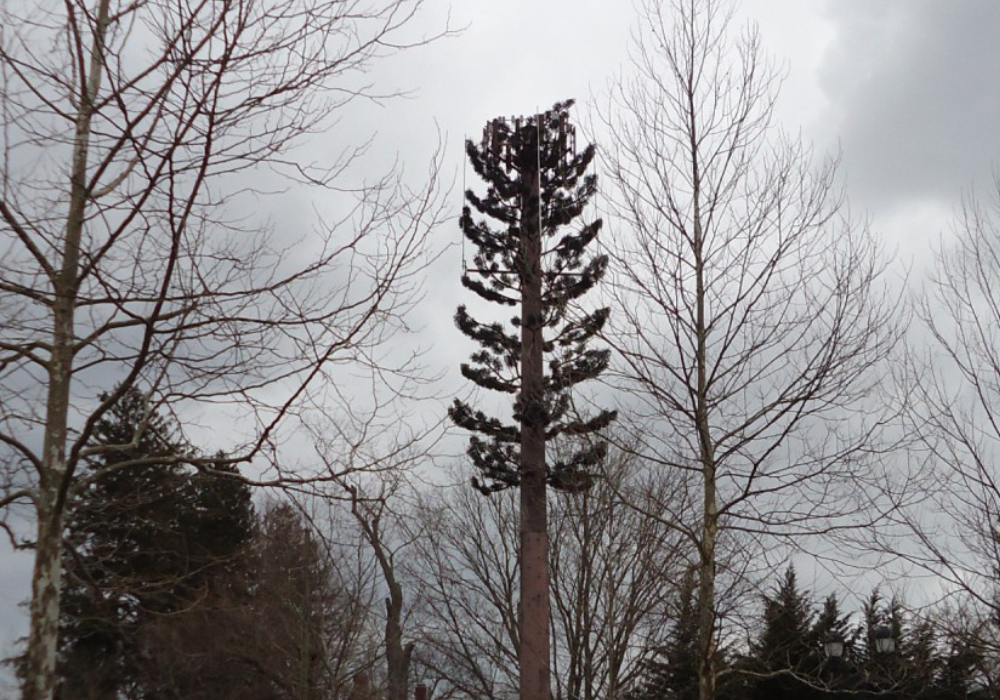 Scientists are investigating an unusual pattern in trees near cell towers