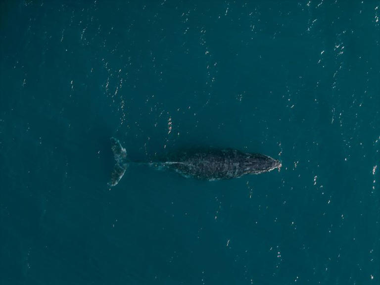 Which Animals Can Hold Their Breath Underwater The Longest?