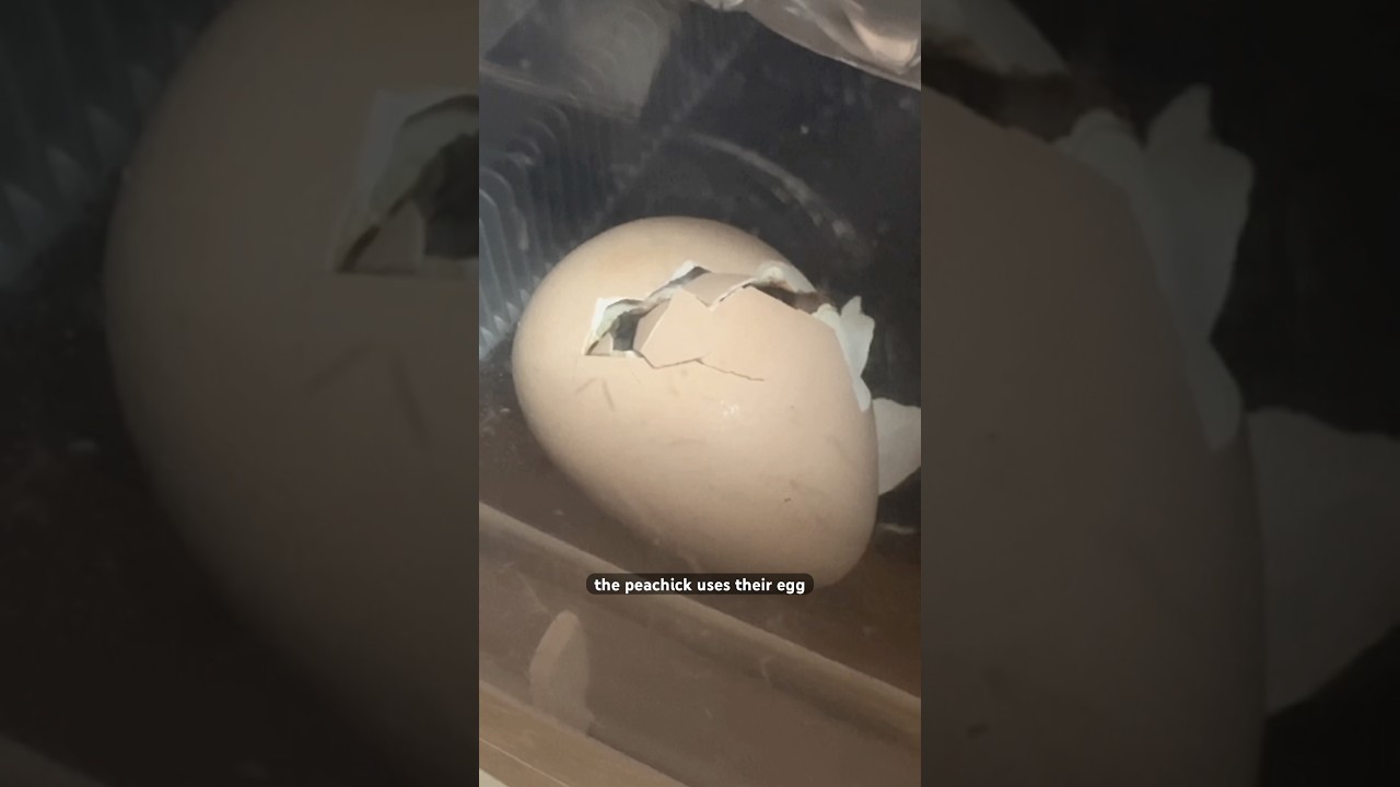 The last peachick is hatching