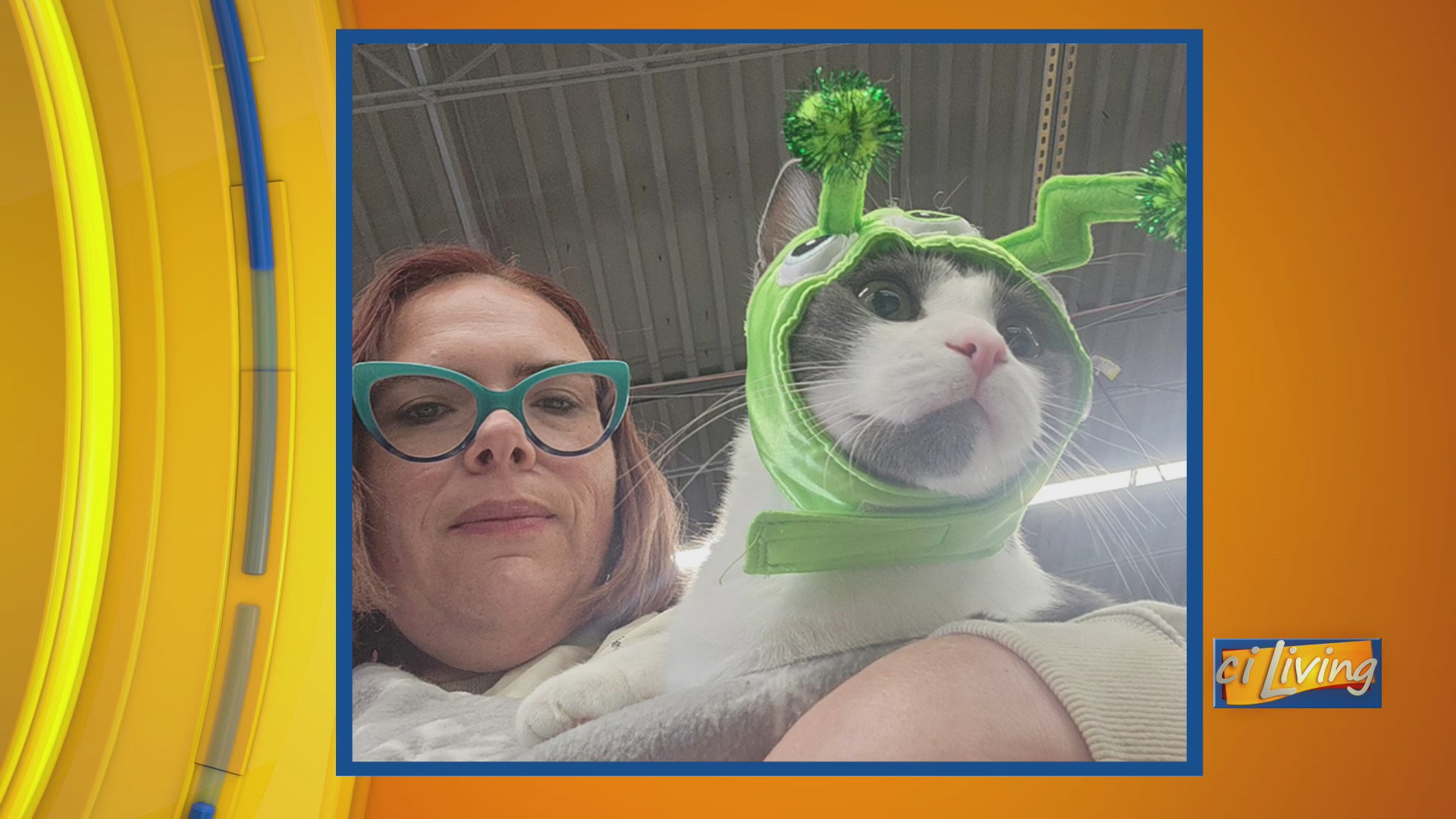 Meet Yogi | 2-Year-Old Male Cat for Adoption at Hoopeston Rescue