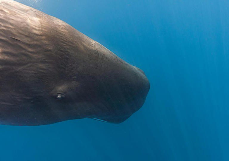 Which Animals Can Hold Their Breath Underwater The Longest?