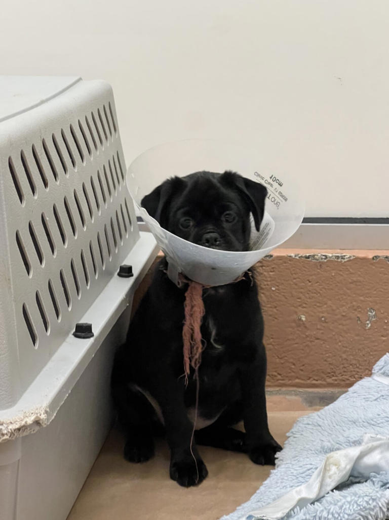 Puppy Left Confused And Alone At Shelter After His Whole Family Is Adopted