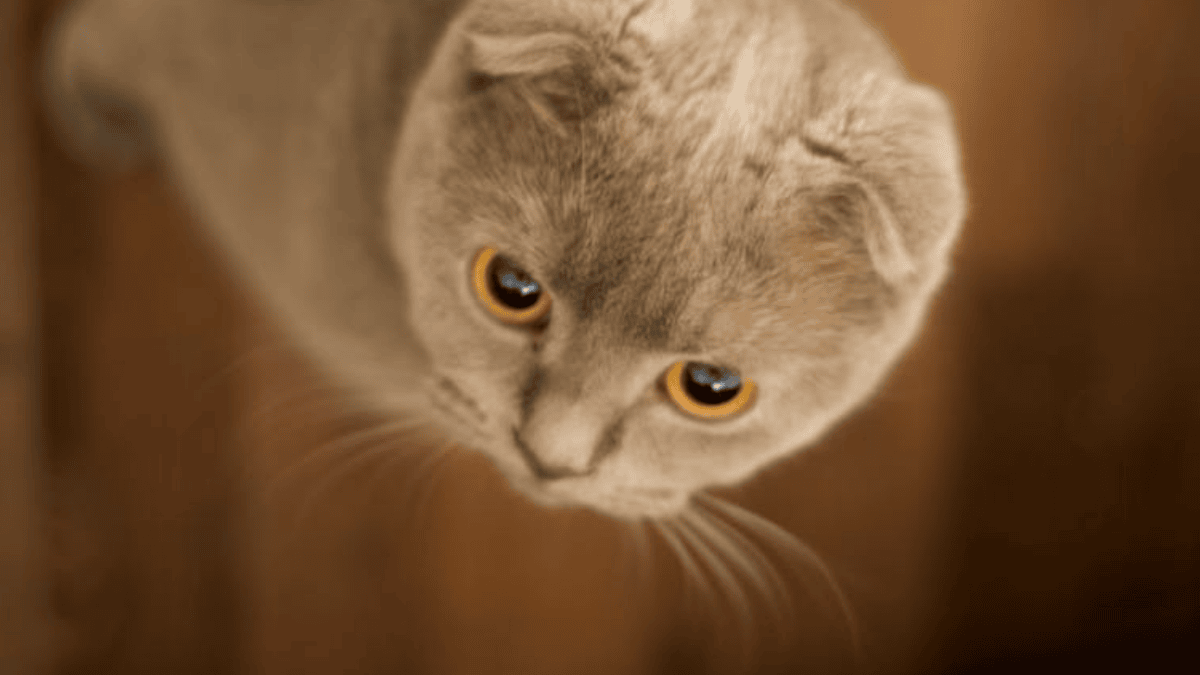 When a cat knows it is going to die, it leaves these signs for its owners