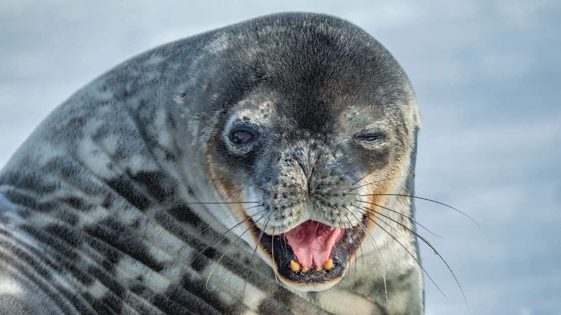 Which Animals Can Hold Their Breath Underwater The Longest?