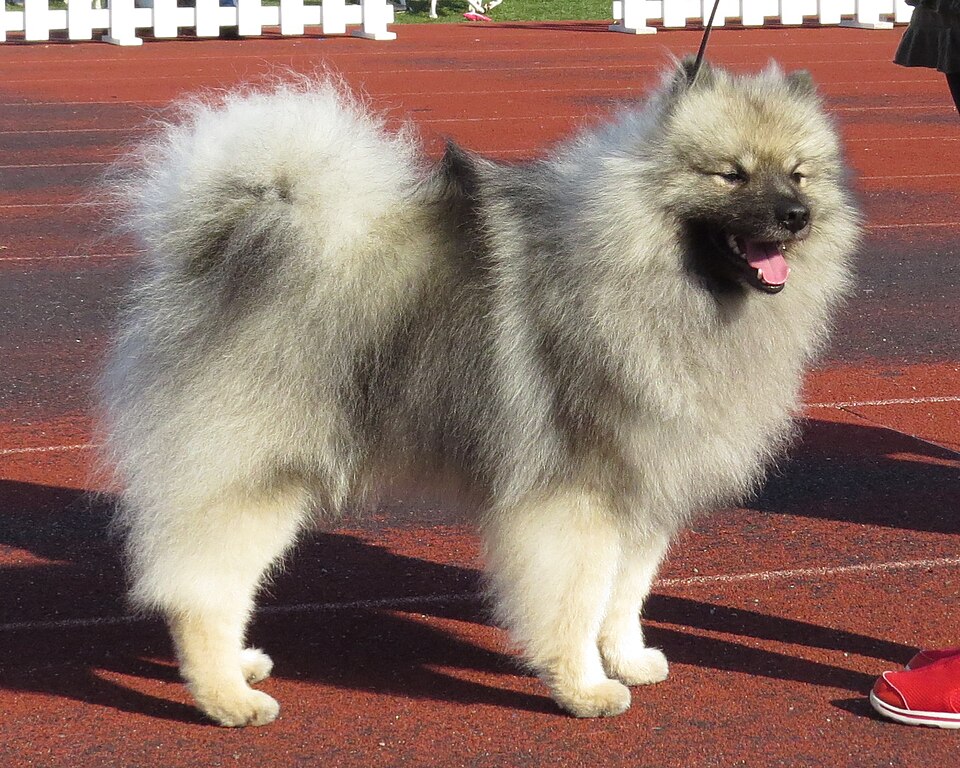 10 dog breeds that look like teddy bears