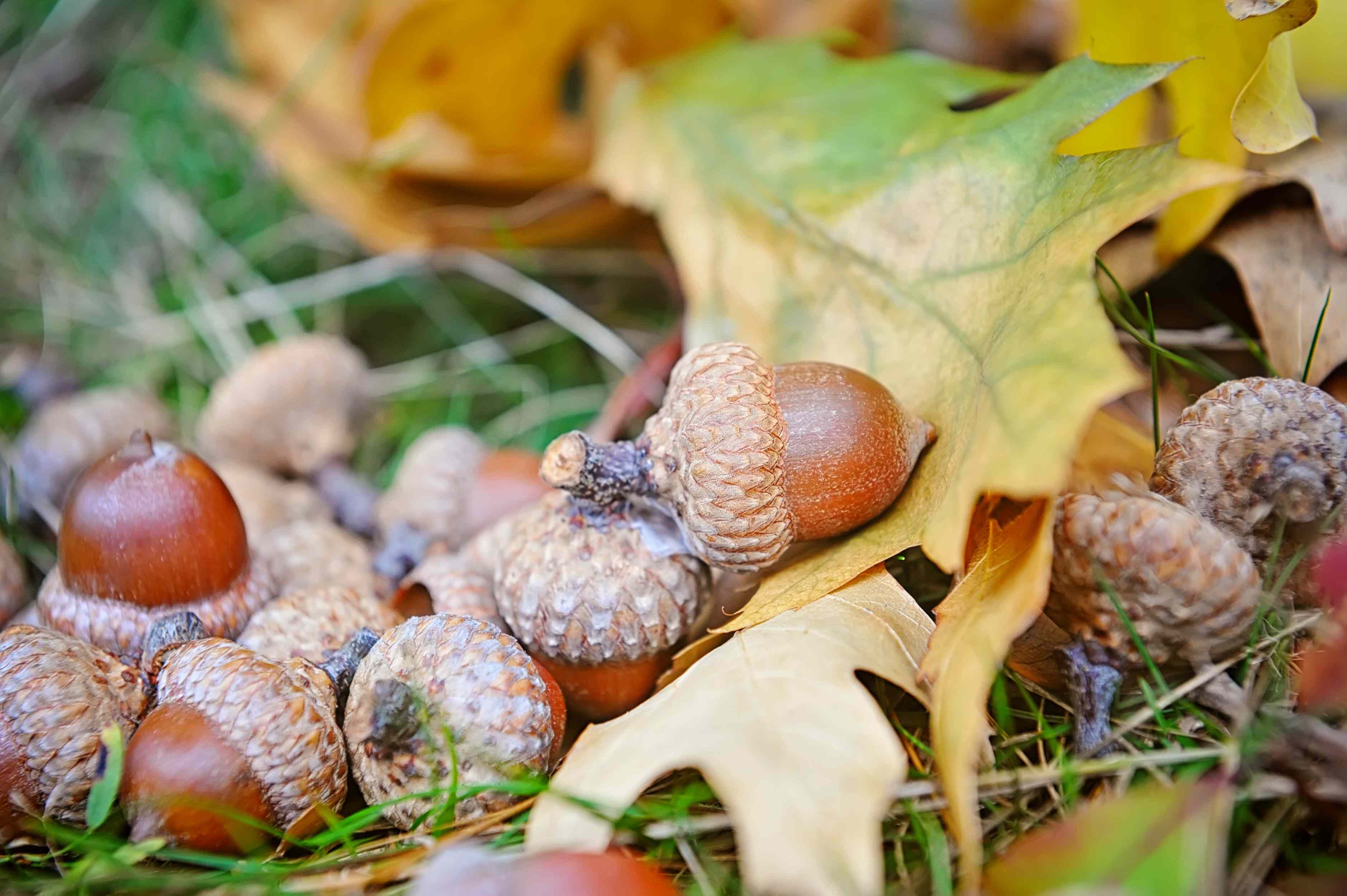 Are You Seeing More Acorns Than Usual This Year? Here’s What It Means