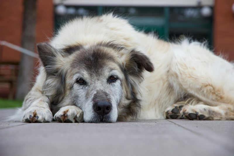 5 Indicators It May Be Time To Put Down Your Dog And 6 Signs They Still ...